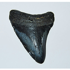 MEGALODON TOOTH Fossil SHARK 3.879 inches - Up to 25 Million Years Old #1537 7o