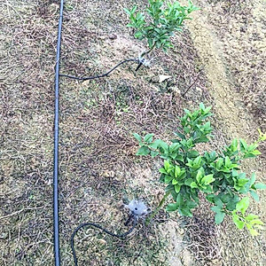 Lxcom Lighting 100 Pack Irrigation Drippers Drip Emitters Micro Spray Adjustable 360 Degree Full Circle Pattern Water Flow Irrigation Drippers Micro Bubbler Sprinkler Drip System Parts Drip Irrigation