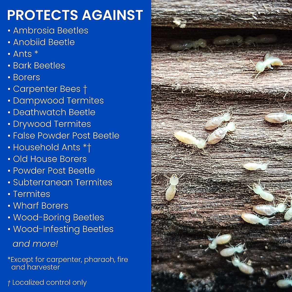 BioAdvanced Termite and Carpenter Bee Killer Plus, Foam, 18 oz