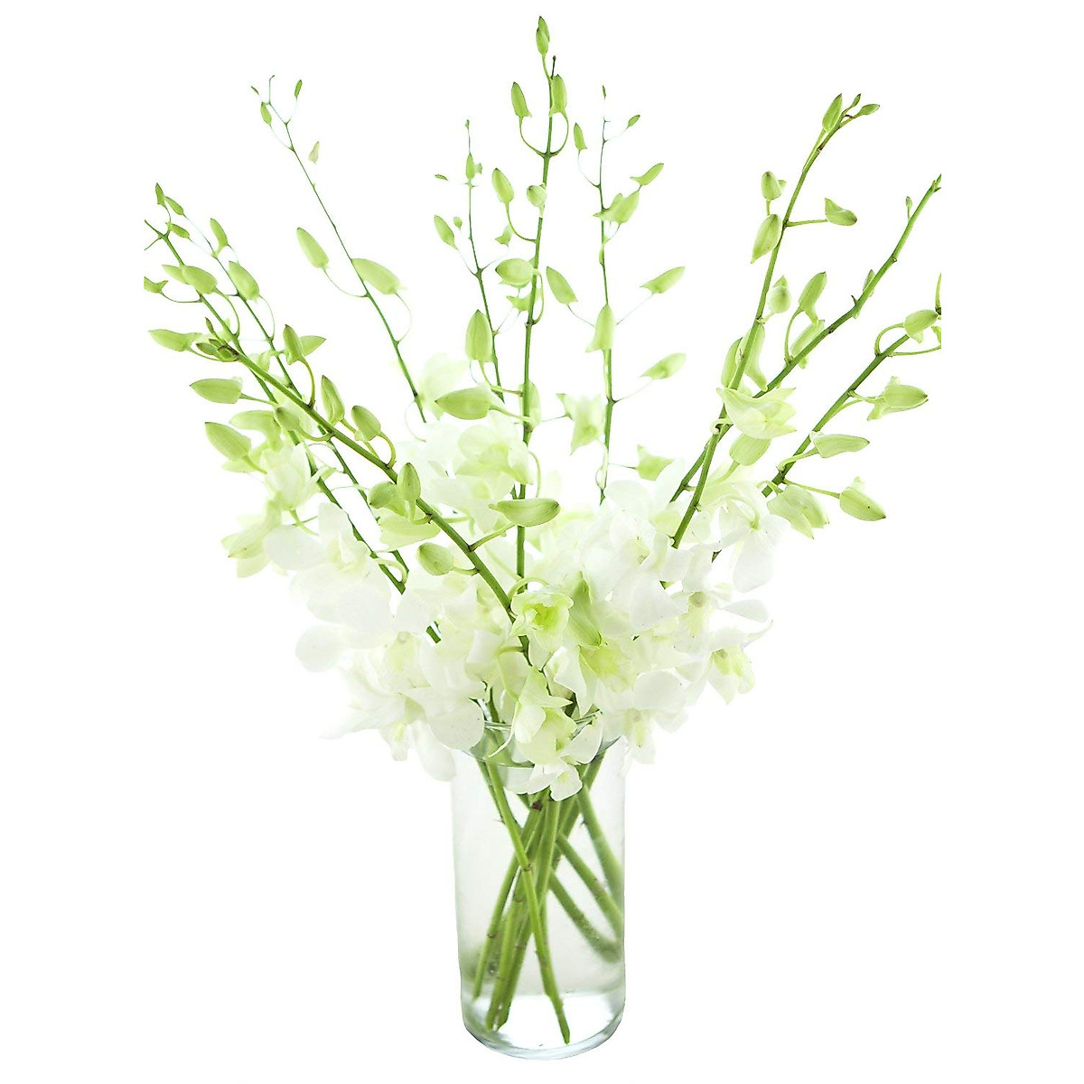 Fresh Cut Flowers - Dendrobium Orchids White with Vase- Support Small Business