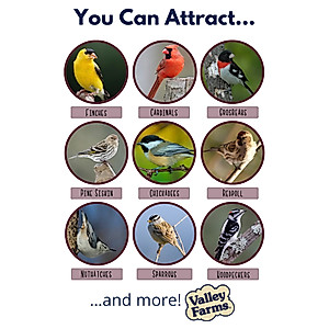 Valley Farms Whole Sunflower Hearts for Birds - A no Waste Bird Seed - No Mess Bird Seed for Outside Feeders, Tray or Tube Feeders - Sunflower Seeds for Wild Birds 40 LBS