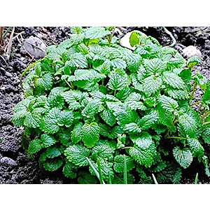 Gaea's Blessing Seeds - Lemon Balm Seeds - Non-GMO Seeds with Easy to Follow Planting Instructions - 92% Germination Rate Melissa Officinalis