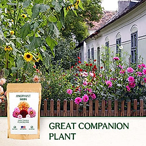 Giant Dahlia Flowered Mix - Beautiful Flowers Seeds for Planting Outdoors in Your Home Garden - 144+ Non GMO Seeds Per Packet - Mix Seeds to Attract Pollinators: Birds, Butterflies, and Bees