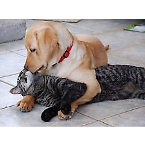 PET SUPPLEMENTS cat Skin and Itch Relief - Omega 3 - for Dogs and Cats - Health and Wellness - cat Omega 3 Oil - 1 Bottle (180 Softgels)