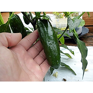30+ Mucho Nacho Jalapeno Hot Pepper Seeds Heirloom Non-GMO, Capsicum annuum, Spicy, Super Delicious and Fragrant! from USA