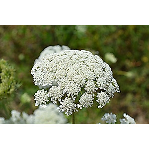 Liliana's Garden Flower Seeds - Annual Queen Anne's Lace - Ammi majus - Annual