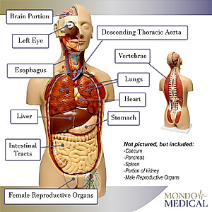 MonMed Human Torso Model – Life Size Human Body Model Anatomy Doll with Removable Organs 3D Human Organ Model