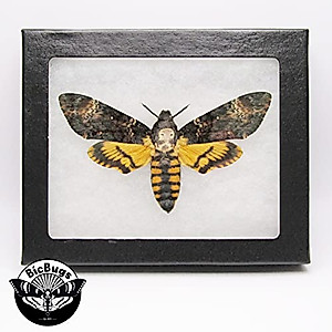 BicBugs Acherontia atropos REAL FRAMED SILENCE OF THE LAMBS DEATH'S HEAD MOTH