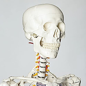 RONTEN Human Skeleton Model for Medical Study, 70.8" Life Size Medical Anatomical Skeleton, Including Adjustable Rolling Stand + Cover + Poster
