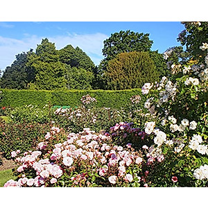 200+ Mixed Color Rose Seeds for Garden Planting 16 Varieties of Bush Perennial Shrub Heirloom 90% Germination Rate Open Pollinated Wonderful Gardening Gifts