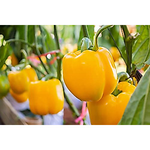 Sweet Bell Pepper Seeds Collection, 200 Seeds, 4 Heirloom Non-GMO Varieties. Giant Green, Yellow Sunbright, Orange Horizon, Big Red.
