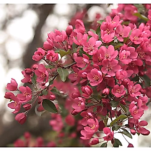 CHUXAY GARDEN Malus 'Prairifire',Crabapple Seed,Crab Apple 30 Seeds Privacy Screen Plant Deciduous Tree Beautiful Small Ornamental Tree Great for Garden