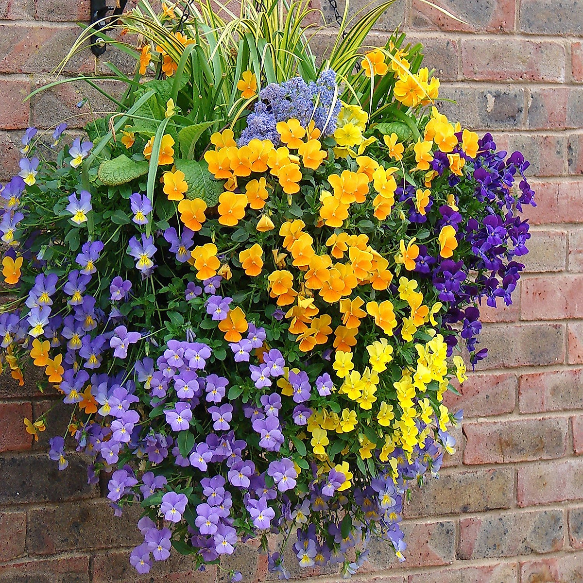 Ultimate Hanging Baskets - Strawberry, Tomato, Flower, and Herb Outdoor Planters - Use Garden Pots For Growing Plants Outside On A Deck, Fence, or Balcony (2, Mocha)