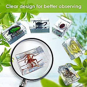 11 Pcs Insects in Resin Specimen Bugs Collection Paperweights Real Bugs in Resin Various Insect Specimen Bug Preserved in Resin Bugs Collection for Kids Scientific Educational Supplies Bugs Display