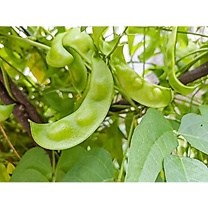 Burpee Improved Lima Bush Bean Seeds for Planting, 30+ Heirloom Seeds Per Packet, (Isla's Garden Seeds), Non GMO Seeds, Botanical Name: Phaseolus lunatus, Great Home Garden Gift