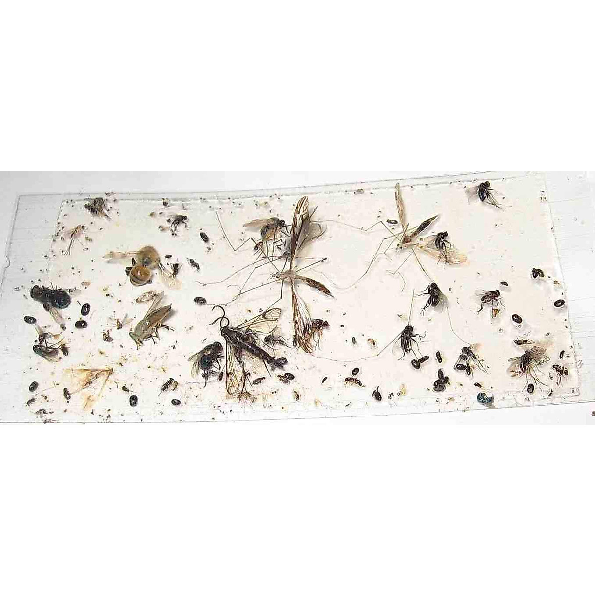 8 pk Economy All Insect Traps/Glue Boards/Window Strips. Fly, Bees, Wasps, Asian Beetles +