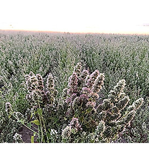 From The Field Ultimate Blend Silver Vine/Catnip Mix Tub 3.5 oz/Large,white