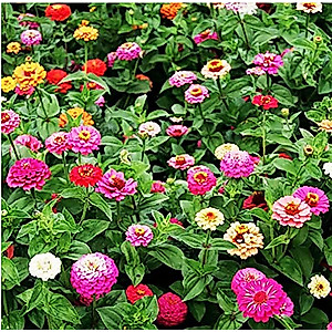 Cut and Come Again Mixed Zinnia Seeds - Approximately 300 Seeds