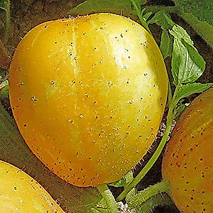 Lemon Cucumber Seeds for Planting,125+ Heirloom Seeds Per Packet, (Isla's Garden Seeds), Non GMO Seeds, Botanical Name: Cucumis sativus 'Lemon', Great Gift for Home Garden