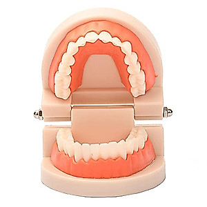Standard Teeth Model, YOFAN Kids Dental Teaching Study Supplies Adult Standard Typodont Demonstration Teeth Model(Without Wisdom Teeth) (Convenient Design,No Need for Wrenches)