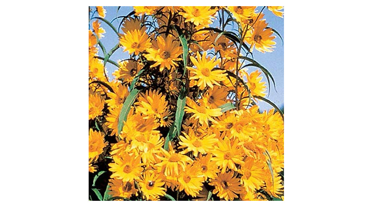 Giant Maximillian Sunflower Seeds - 200+ USA Made