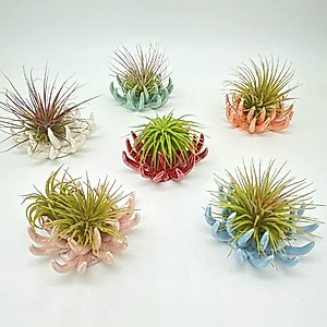 Tillandsiart 6 Pack air plant Holders (6Pcs Air Plant Containers w/6 Colors Assorted) A Ceramic Coral Set to CreateGifts or Decorate Tabletop - air plants Not Included