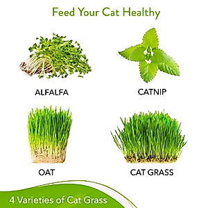 3200+ Cat Grass Seeds - Catnip Seeds, Alfalfa Seeds, Oat Seeds, and Oat & Barley Mix - Grow Cat Grass for Indoor Cats - Cat Grass Seeds Bulk - Refill Cat Growing Grass Kit - Heirloom Herb Seed