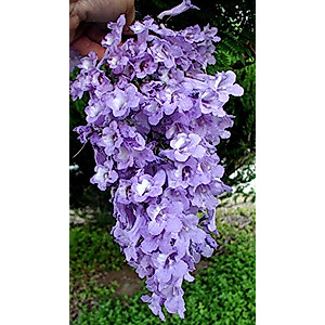JACARANDA MIMOSIFOLIA, BLUE rare flowering tree flamboyan delonix seed 10 seeds