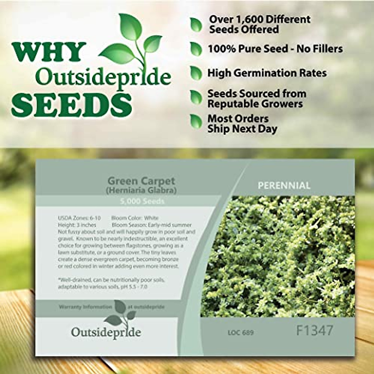 Outsidepride Perennial Herniaria Glabra Green Carpet Rupturewort Low Growing, Spreading, Ground Cover - 10000 Seeds