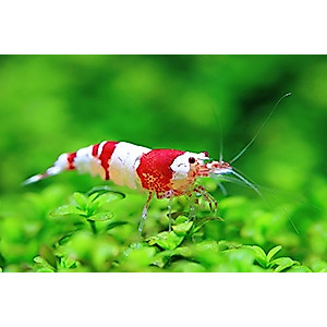 AQUATICBLENDEDFOODS Super Freshwater Shrimp,Snail & Crayfish Food Mix - ABF109 (Veggie & Krill, 4oz)