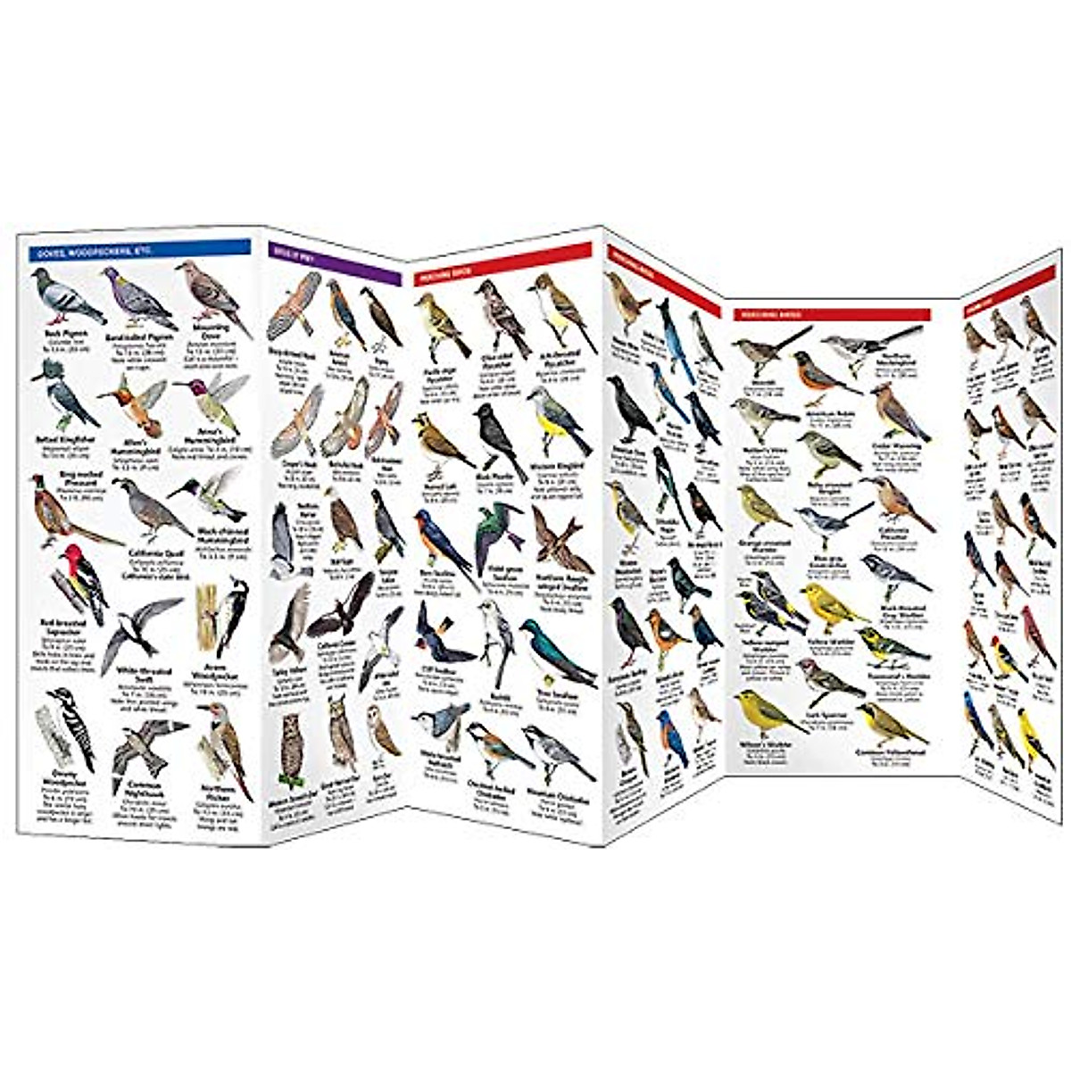 California Birds: A Folding Pocket Guide to Familiar Species (Nature Observation North America)