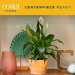 Costa Farms Peace Lily Plant, Live Indoor House Plant with Flowers, Room Air Purifier in Modern Decor Planter, Potting Soil, Plant Lover, Anniversary or New Home Gift, Desk Decor, 15-Inches Tall