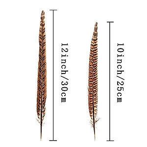 AWAYTR 20pcs Natural Pheasant Feathers - Pheasant Tail 8-11inch(21-28cm) for DIY Decoration (Female Pheasant Tail)