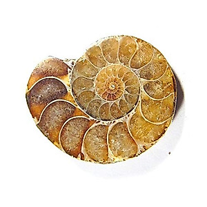 XUETZALCOATL Vegavaan Sudarshan Shaligram 1.5cm - 2.5cm from Kali Gandaki 1 pcs