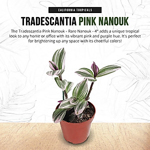 California Tropicals Pink Tradescantia - Rare Nanouk - Live Houseplant Potted in Soil with Rooted Leaves - Easy Care Indoor Outdoor Plant, Mini Tiny Tropical Plant Garden, 4 inch Pot