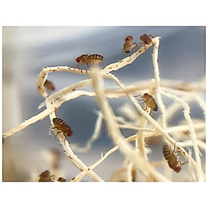 Creation Cultivated - Drosophila Melanogaster (Flightless Fruit Fly Culture 32oz Cup) / Live Insects for Jumping Spiders, Praying Mantis, Geckos, Lizards, Dart Frog Food