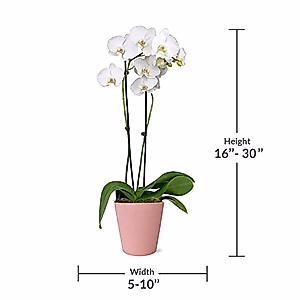 Just Add Ice JA5185 White Orchid in Matte Pink Pottery - Live Indoor Plant, Long-Lasting Flowers, Pink Décor, Easy Care, Gift for Mother's Day, Anniversay, Valentine's Day - 5" Diameter, 25" Tall