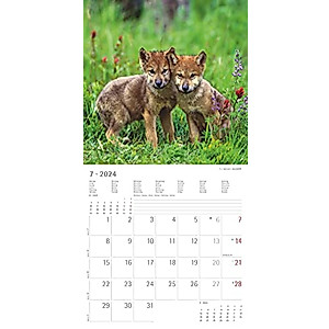 Wolves 2024 Brochure Calendar 30 x 30 cm (30 x 60 Open) Calendar with Space for Notes Wolves Picture Calendar Wall Planner Alpha Edition