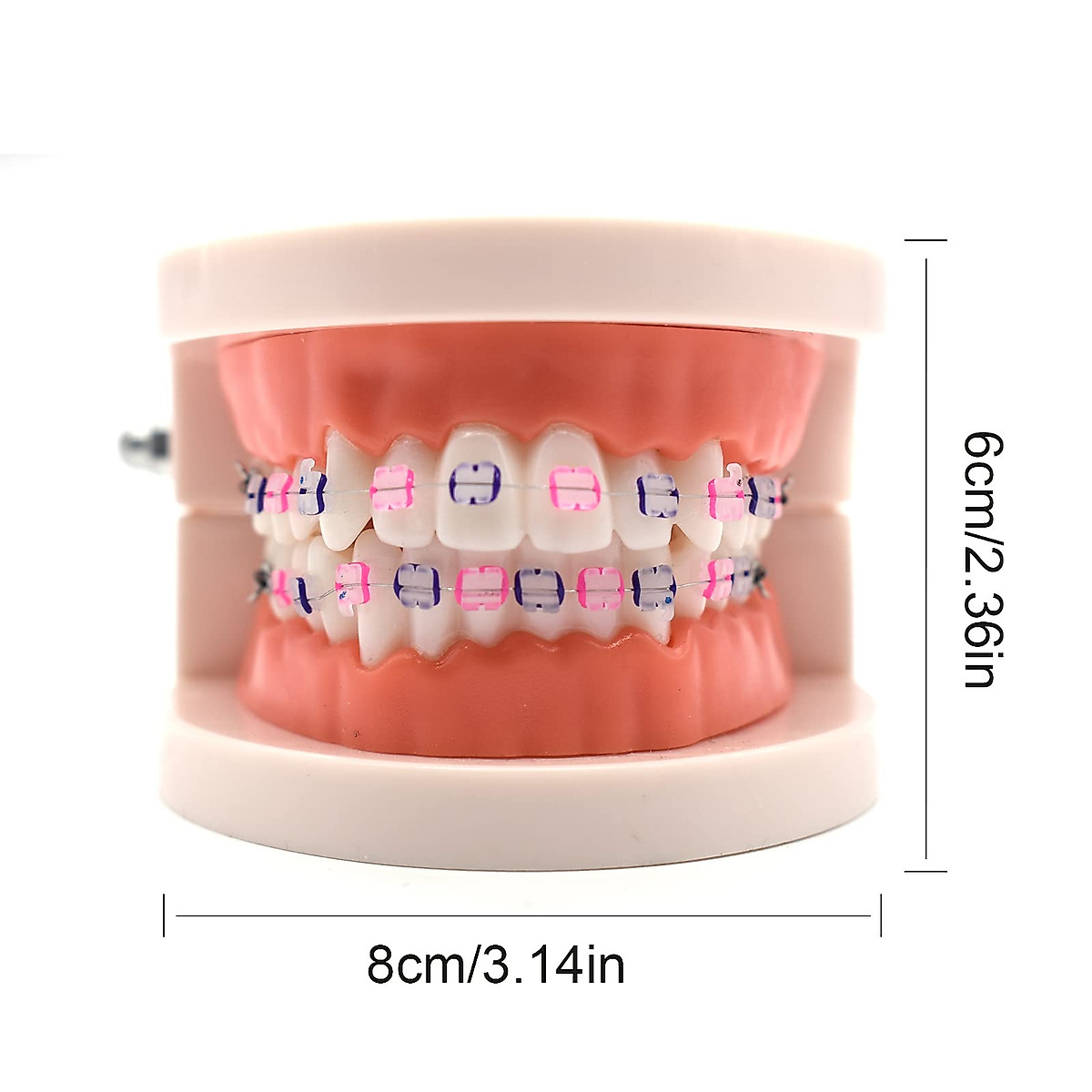 Angzhili 1 Piece Dental Demonstration Orthodontic Model with Metal Wires and Bracket (Ceramic bracket)