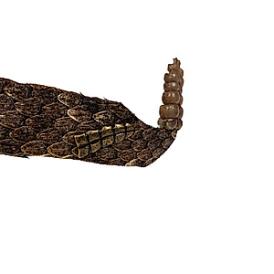 Chichester Inc Real 1" Rattlesnake Hat Band with Rattle (598-HB199) C4H