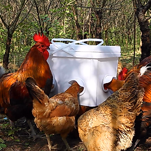 TUZIER Chicken Feeder No Waste Automatic Poultry Feeder Ports Kit and Waterer Set