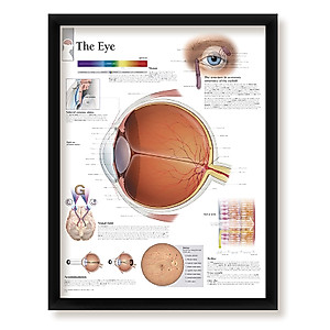 Set of 2 Framed Medical Posters The Eye and Understanding Glaucoma 22"x28" Wall Diagrams