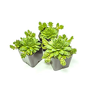 Sempervivum Succulents Plants Live Indoor Plants (3PK), Sempervivum Plants Live Houseplants, Hen and Chicks Live Plants Indoor House Plants, Rosette Succulent Plants in Plant Pots by Plants for Pets
