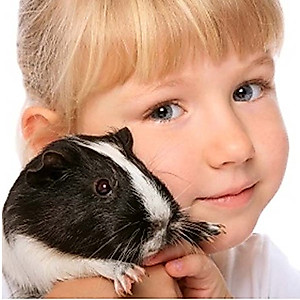 Wild Harvest 7 inch Metal Pet Activity Wheel For guinea pigs, hamsters, gerbils and other small animals