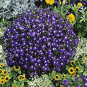 Outsidepride Lobelia Mrs. Clibran for Edging Borders, Rock Gardens, Hanging Baskets, Window Boxes, & Ground Cover - 10000 Seeds