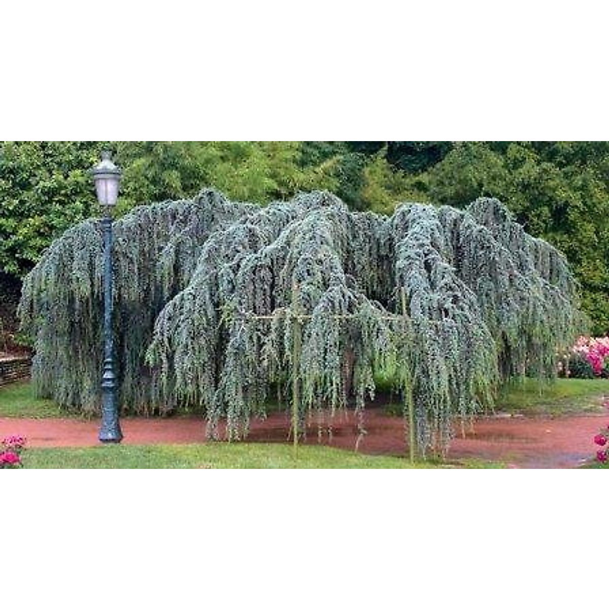 Weeping Blue Atlas Cedar 3 - Year Live Tree