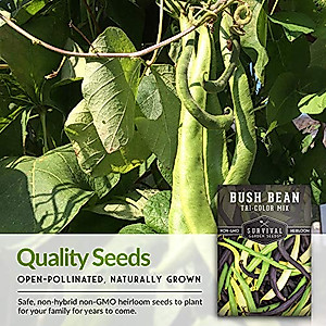 Survival Garden Seeds - Tri-Color Bean Seed for Planting - Packet with Instructions to Plant and Grow Yellow, Purple, and Green Bush Beans in Your Home Vegetable Garden - Non-GMO Heirloom Variety