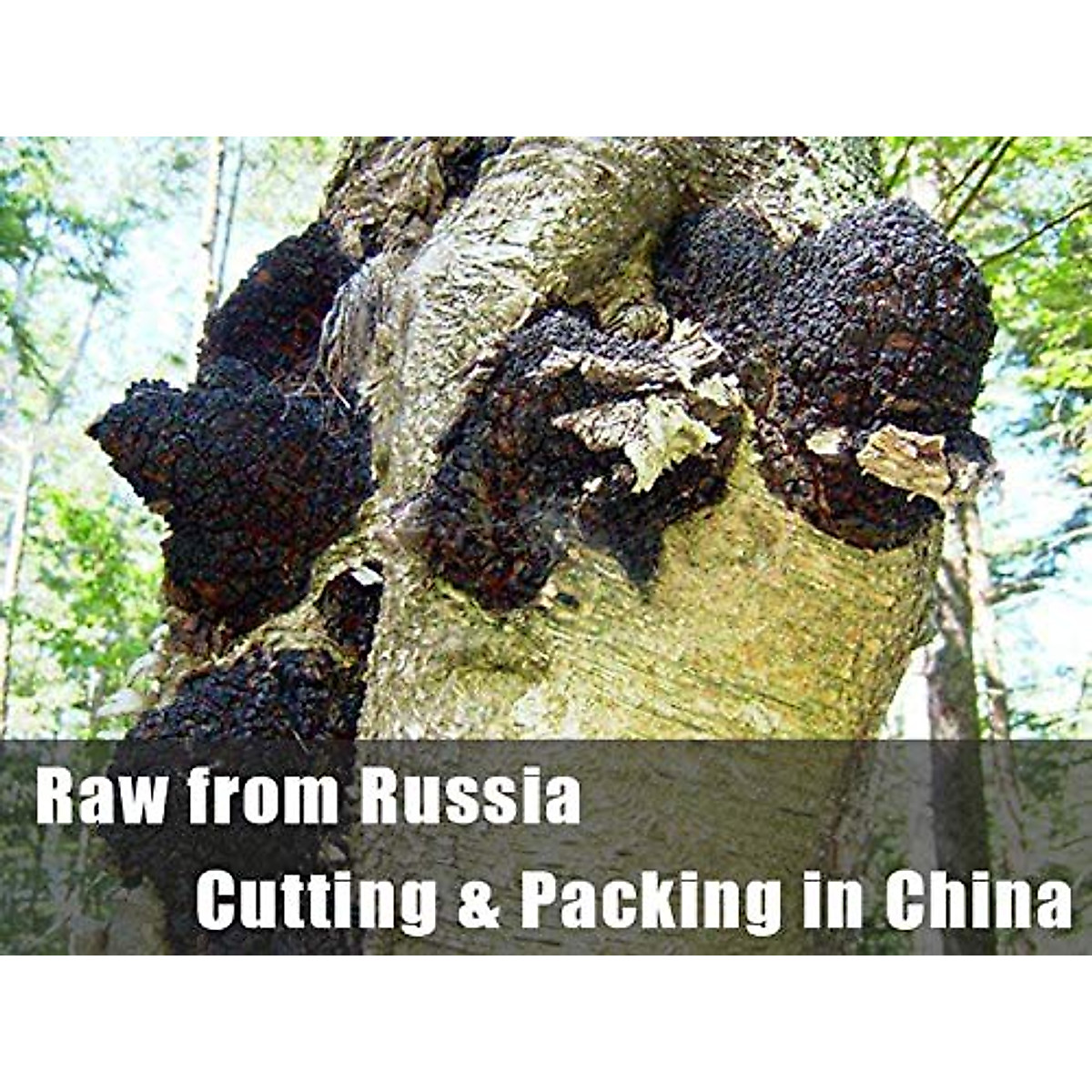 Chaga Mushroom Chunks - 8 ounce, 100% Wild Harvested with Black Top Crust, Premium Tea Chunks - Antioxidants, Healthy Drinks