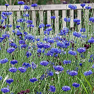 Outsidepride Centaurea Cyanus Cornflower Blue Wild Flower Seeds - 1000 Seeds