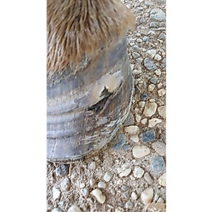 Big Mare Equine White Line Gel for Horse Hoofs | Treats White Line Hoof Disease